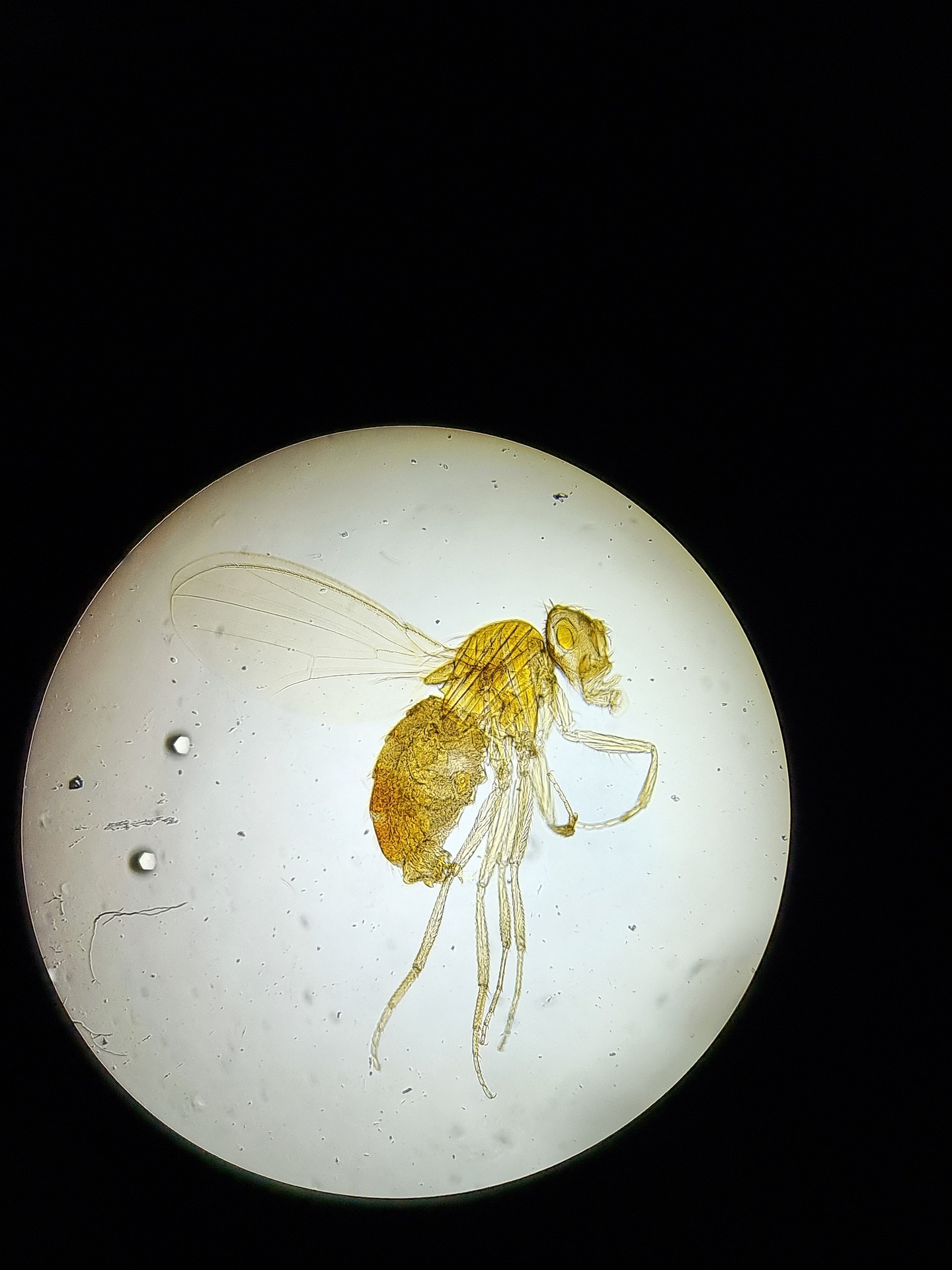 Octomilky cítí smrt - Top Stories